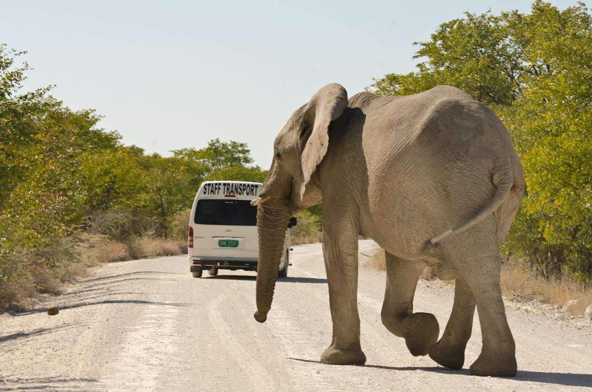 Namibia – Safari im Etosha Nationalpark - Hinter dem Horizont
